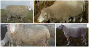 Katerangan sareng ciri domba Tashlin breed, aturan eusi
