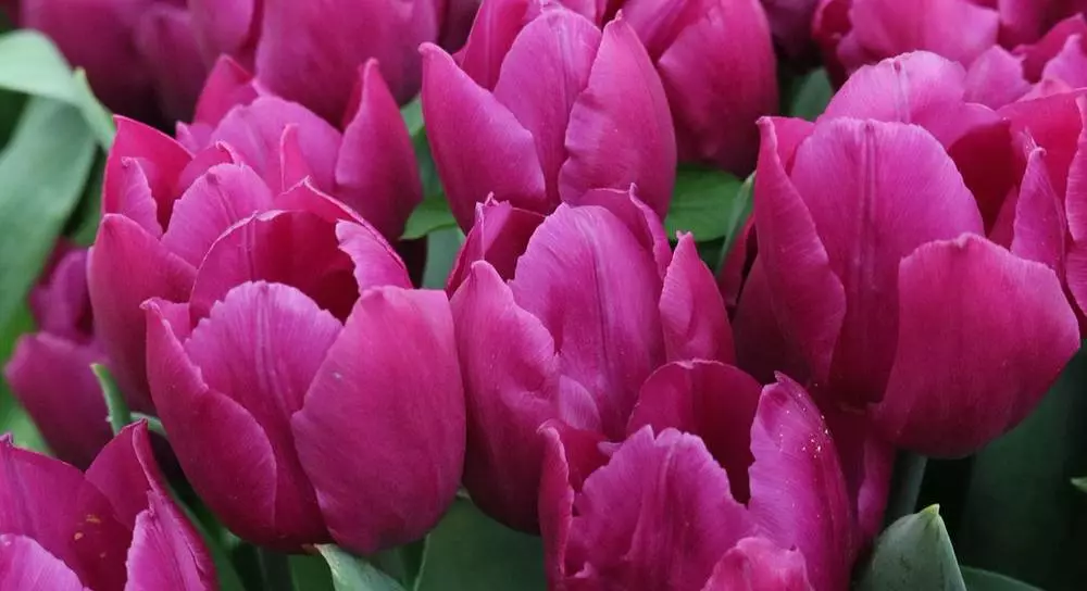 Ukuveliswa kwakhona kwe-tulip