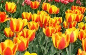 Deskripsyon ak karakteristik nan Tulip la nan Apeldoorn varyete, aterisaj ak ap grandi