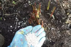Kung ano ang mga fertilizers na pumili para sa pagpapakain tulips kapag landing sa pagkahulog