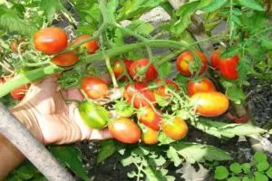 Description de la variété de la prune de sucre de tomates Malinovaya, ses soins