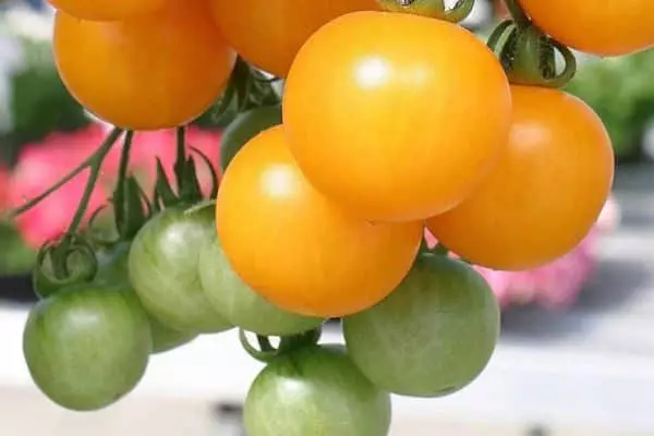 Keltaiset tomaatit