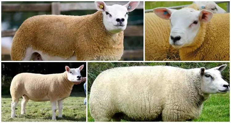 Texel Breed Sheep