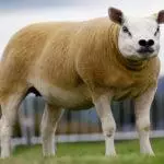 Breed Sheep Texel: Beskrywing en eienskappe, voorwaardes van aanhouding en sorg 6504_3