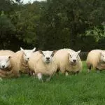 Breed Sheep Texel: Beskrywing en eienskappe, voorwaardes van aanhouding en sorg 6504_4