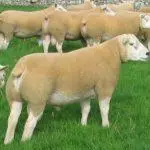Breed Sheep Texel: Beskrywing en eienskappe, voorwaardes van aanhouding en sorg 6504_7