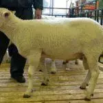 Breed Sheep Texel: Beskrywing en eienskappe, voorwaardes van aanhouding en sorg 6504_8