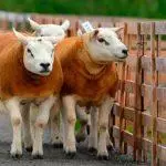 Breed Sheep Texel: Beskrywing en eienskappe, voorwaardes van aanhouding en sorg 6504_9