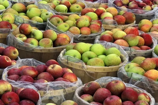 Collection of fruits