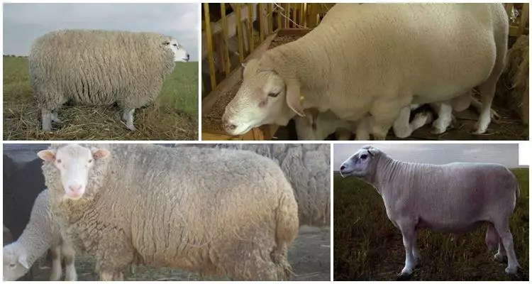 Tashlin φυλή πρόβατα