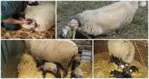 Πόσο να περιμένετε τα ξηρά πρόβατα και πώς η γέννηση στο σπίτι