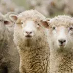 Giống cừu Tashlin: Mô tả và Đặc điểm, Quy tắc nội dung 6514_11