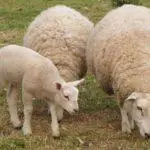 Tashlin Sheep Breed: Beschreibung und Merkmale, Inhaltsregeln 6514_12