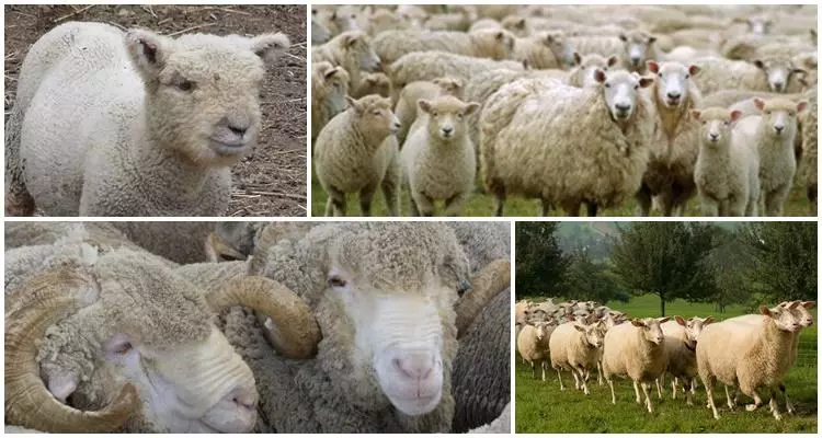 багато овечок