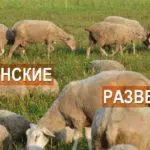 Tashlin Sheep Breed: Description and Ciri-ciri, Peraturan Kandungan 6514_2