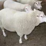 Tashlin овце порода: описание и характеристики, правила за съдържание 6514_3