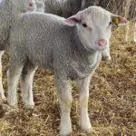 Ташлінская порода овець: опис і характеристика, правила утримання 6514_4