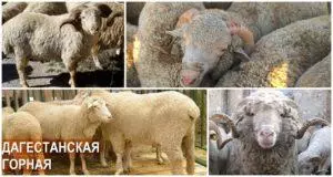 Katrangan lan ciri saka Rams saka jenis Dagestan, diet lan pembiakan