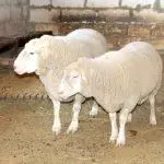 Tashlin domba breed: Katerangan sareng ciri, aturan eusi 6514_7