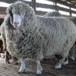 Tashin Sheep Cheno: popis a charakteristika, pravidla obsahu 6514_8