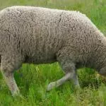 Tashlin Rasa Owcy: Opis i cechy, zasady treści 6514_9
