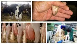 Dalili za Edema Udder kutoka ng'ombe baada ya calving na matibabu nyumbani