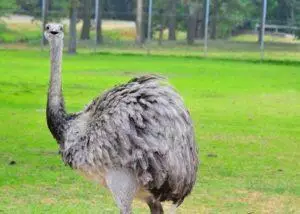 Paglalarawan ng EMA at ang kanyang mga pagkakaiba mula sa ostrich, kung saan ang mga patakaran ng pag-aanak