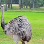 Inyoni Ostrich: Ubwoko n'ibisobanuro aho batuye kandi ubwoko bworore nibyiza kororoka 6523_10