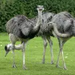 Bird Ostrich: Species at mga paglalarawan kung saan sila nakatira at kung anong uri ng lahi ito ay mas mahusay na lahi 6523_11