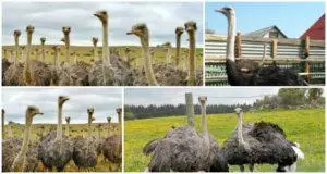 Regels voor het fokken van struisvogels voor beginners en zorg thuis