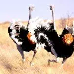 Bird Ostrich: Species at mga paglalarawan kung saan sila nakatira at kung anong uri ng lahi ito ay mas mahusay na lahi 6523_3