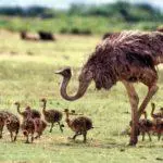 Inyoni Ostrich: Ubwoko n'ibisobanuro aho batuye kandi ubwoko bworore nibyiza kororoka 6523_4