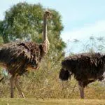 Bird Ostrich: Species at mga paglalarawan kung saan sila nakatira at kung anong uri ng lahi ito ay mas mahusay na lahi 6523_5