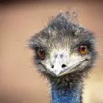 Inyoni Ostrich: Ubwoko n'ibisobanuro aho batuye kandi ubwoko bworore nibyiza kororoka 6523_6