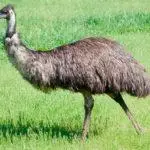Bird Ostrich: Species at mga paglalarawan kung saan sila nakatira at kung anong uri ng lahi ito ay mas mahusay na lahi 6523_7