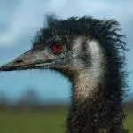 Bird Ostrich: Species at mga paglalarawan kung saan sila nakatira at kung anong uri ng lahi ito ay mas mahusay na lahi 6523_8
