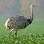 Bird Ostrich: Species at mga paglalarawan kung saan sila nakatira at kung anong uri ng lahi ito ay mas mahusay na lahi 6523_9