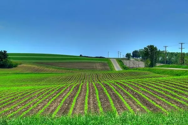 Fields without weeds