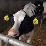 If the calf snot: what to do and what causes, treatment and prevention 6530_3