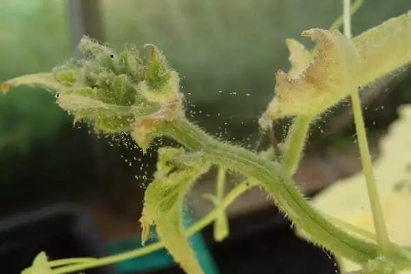 Web op komkommer