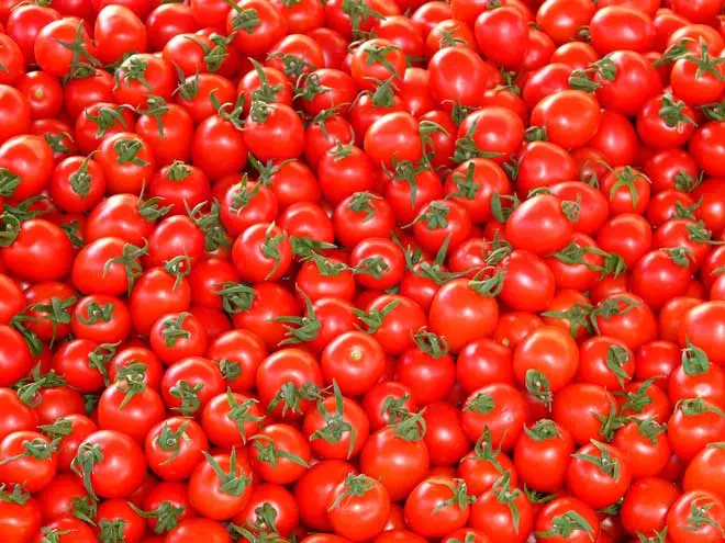Kypsä tomaatit