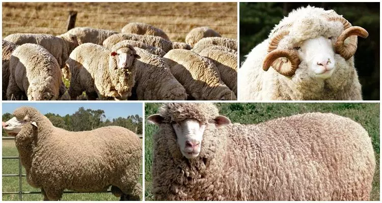 כבשים מרינוס