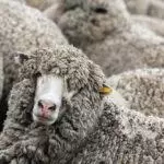 כבשים מרינו: המאפיין של הגזע, שהביא ומה ידוע, הרבייה 6563_10
