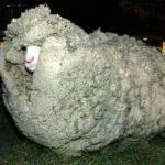 כבשים מרינו: המאפיין של הגזע, שהביא ומה ידוע, הרבייה 6563_12