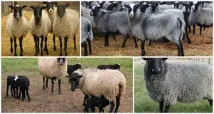 כיצד לגדל כבשים בבית למתחילים