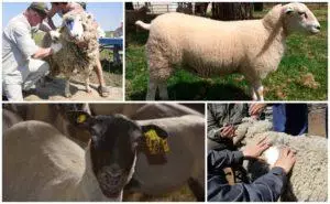 מה מובן על ידי הבונימציה של כבשים זנים, הכללים