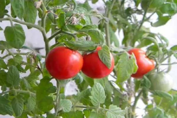 Blizgus pomidorai.