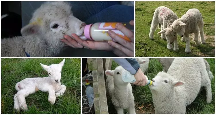 Wie man Lamm ohne Schafe entlädt