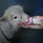 Come scaricare un agnello senza pecore: schema di alimentazione a casa 6571_3