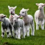 ヒツジなしで子羊を排出する方法：自宅での摂食方式 6571_5